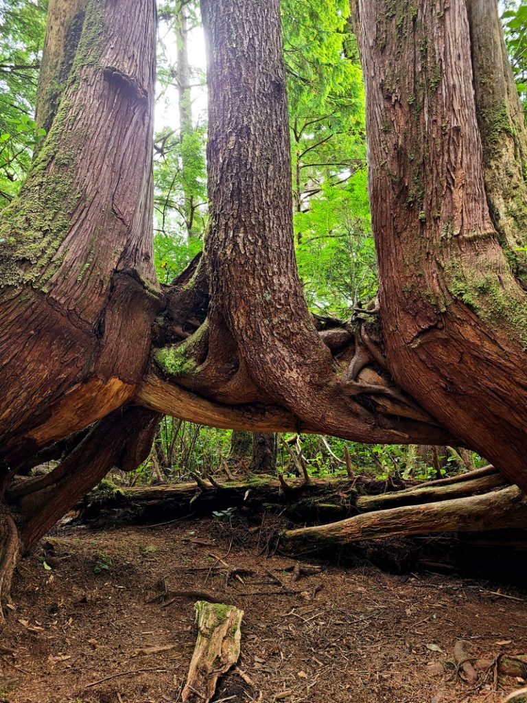 Do Trees Feel Time? | Tracy Kobus