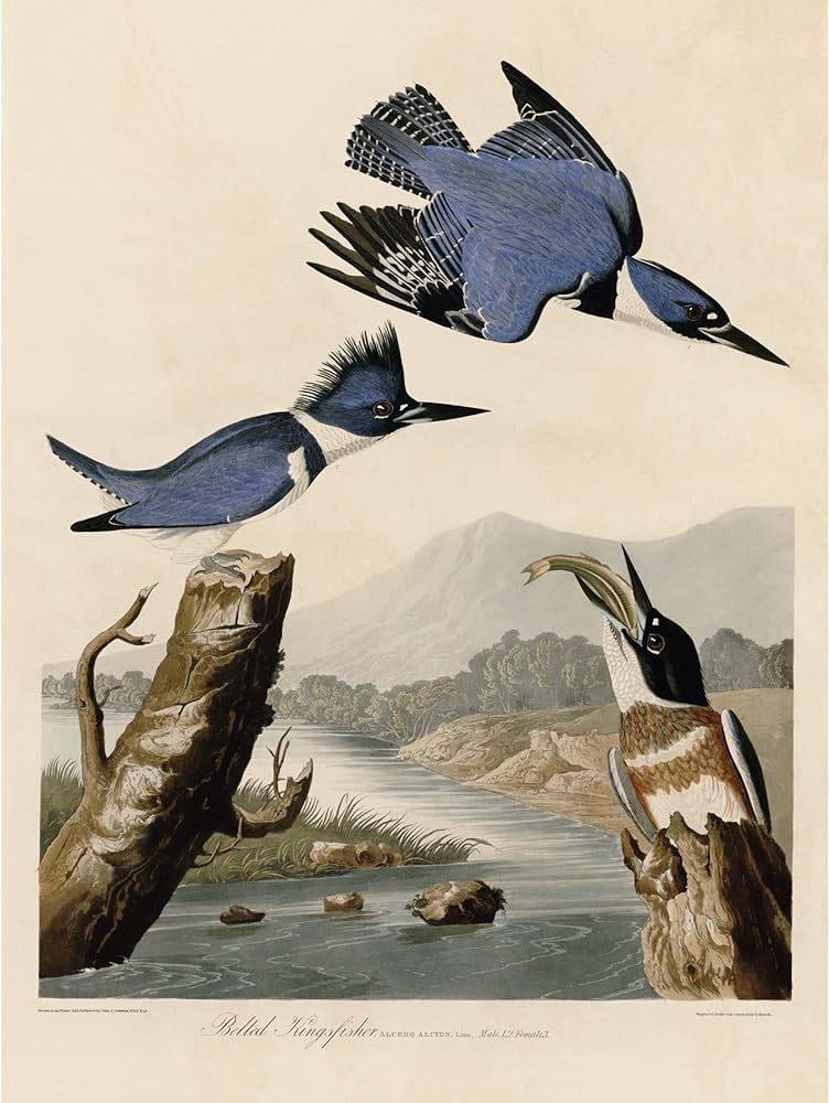 How Birds Give Us a Sense of Wonder | Tracy Kobus